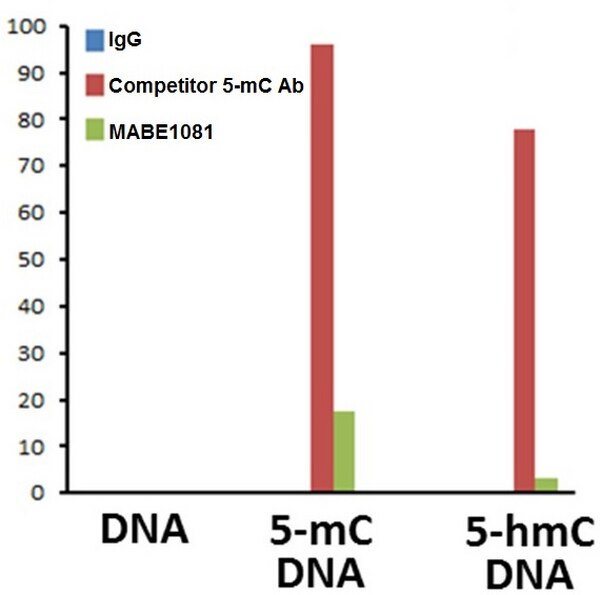 Anti-5-Methylcytosine (5mC) Antibody, clone EDL MC-4 | MABE1081